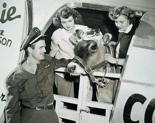 February 18, 1930 - A cow jumps over the moon, er, flies in an airplane ...